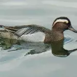 Ducks এর ধরন: 25 বংশবৃদ্ধি নাম এবং তারা কি দেখে, তাদের বিবরণ এবং বাসস্থান 1288_17