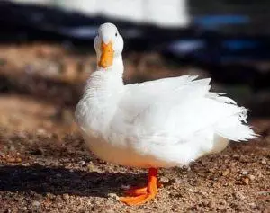 Descrição e características dos patos da raça francesa ST5, cultivo e cuidado