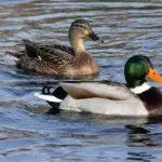 Ducks এর ধরন: 25 বংশবৃদ্ধি নাম এবং তারা কি দেখে, তাদের বিবরণ এবং বাসস্থান 1288_2