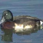 Ducks এর ধরন: 25 বংশবৃদ্ধি নাম এবং তারা কি দেখে, তাদের বিবরণ এবং বাসস্থান 1288_23