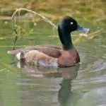 Ördek türleri: 25 doğurmak isimleri ve nasıl göründükleri, açıklamaları ve yaşam alanı 1288_24