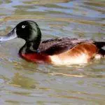 Ducks এর ধরন: 25 বংশবৃদ্ধি নাম এবং তারা কি দেখে, তাদের বিবরণ এবং বাসস্থান 1288_25