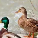 Karazana ducks: anarana miompy 25 ary izay jereny, ny filazalazany sy ny toeram-poniny 1288_3