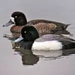 Ducks এর ধরন: 25 বংশবৃদ্ধি নাম এবং তারা কি দেখে, তাদের বিবরণ এবং বাসস্থান 1288_30