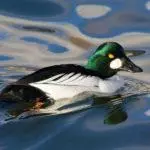 Ducks এর ধরন: 25 বংশবৃদ্ধি নাম এবং তারা কি দেখে, তাদের বিবরণ এবং বাসস্থান 1288_34