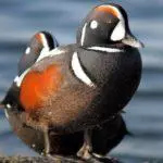 Ducks এর ধরন: 25 বংশবৃদ্ধি নাম এবং তারা কি দেখে, তাদের বিবরণ এবং বাসস্থান 1288_35