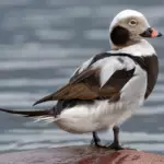 Tipos de patos: 25 nomes de raça e o que eles parecem, suas descrições e habitat 1288_39