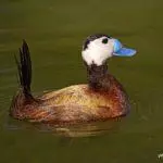 Ubwoko bwa Ducks: Amazina 25 yororoka nibyo basa, ibisobanuro byabo nuburi aho 1288_41