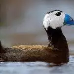 Ördek türleri: 25 doğurmak isimleri ve nasıl göründükleri, açıklamaları ve yaşam alanı 1288_43