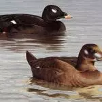 Ducks এর ধরন: 25 বংশবৃদ্ধি নাম এবং তারা কি দেখে, তাদের বিবরণ এবং বাসস্থান 1288_44