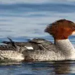 Ducks এর ধরন: 25 বংশবৃদ্ধি নাম এবং তারা কি দেখে, তাদের বিবরণ এবং বাসস্থান 1288_47