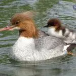 Ducks এর ধরন: 25 বংশবৃদ্ধি নাম এবং তারা কি দেখে, তাদের বিবরণ এবং বাসস্থান 1288_49