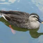 Karazana ducks: anarana miompy 25 ary izay jereny, ny filazalazany sy ny toeram-poniny 1288_5