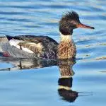 Ducks এর ধরন: 25 বংশবৃদ্ধি নাম এবং তারা কি দেখে, তাদের বিবরণ এবং বাসস্থান 1288_53
