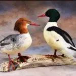 Ducks এর ধরন: 25 বংশবৃদ্ধি নাম এবং তারা কি দেখে, তাদের বিবরণ এবং বাসস্থান 1288_56