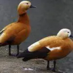 Ubwoko bwa Ducks: Amazina 25 yororoka nibyo basa, ibisobanuro byabo nuburi aho 1288_57