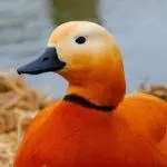 Ducks এর ধরন: 25 বংশবৃদ্ধি নাম এবং তারা কি দেখে, তাদের বিবরণ এবং বাসস্থান 1288_59