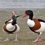 Tipos de patos: 25 nomes de raça e o que eles parecem, suas descrições e habitat 1288_60