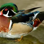 Ducks এর ধরন: 25 বংশবৃদ্ধি নাম এবং তারা কি দেখে, তাদের বিবরণ এবং বাসস্থান 1288_66
