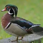 Tipos de patos: 25 nomes de raça e o que eles parecem, suas descrições e habitat 1288_67