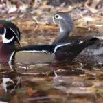 Ducks এর ধরন: 25 বংশবৃদ্ধি নাম এবং তারা কি দেখে, তাদের বিবরণ এবং বাসস্থান 1288_68