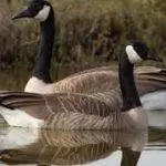 Ducks এর ধরন: 25 বংশবৃদ্ধি নাম এবং তারা কি দেখে, তাদের বিবরণ এবং বাসস্থান 1288_70