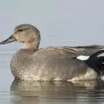 Ducks এর ধরন: 25 বংশবৃদ্ধি নাম এবং তারা কি দেখে, তাদের বিবরণ এবং বাসস্থান 1288_9