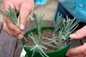 Kufika, kukula ndi kusamalira lavender pachipinda chotseguka mu Urals