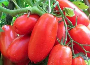 Ciri dan perihalan pelbagai tomato troika Siberian, hasil