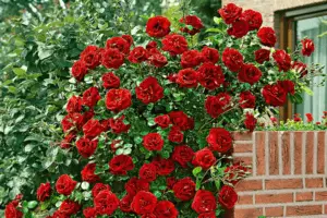 Descrição das variedades de Rosa de Santana, pouso e cuidados ao ar livre