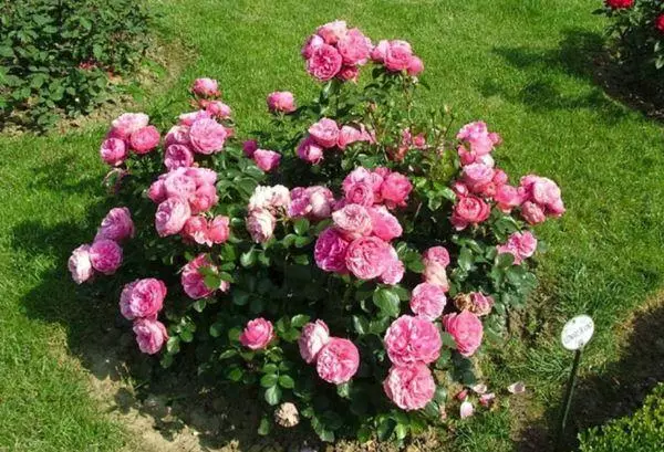 گل رز در باغ