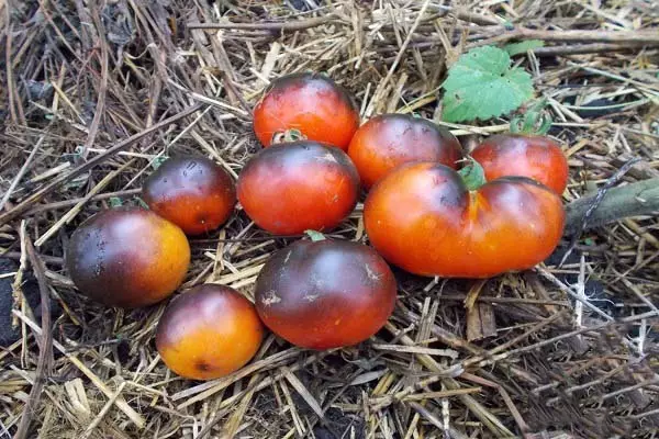 Tomato Red Coal: Deskripsyon ug mga kinaiya sa lainlain, ani nga adunay mga litrato