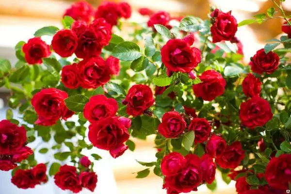 Հիբրիդային վարդեր