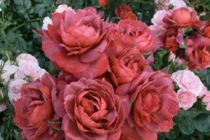 Περιγραφή και χαρακτηριστικά των καλύτερων ποικιλιών καφέ τριαντάφυλλων