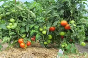 Ciri sareng déskripsi tina jinis tomata, ngahasilkeunna