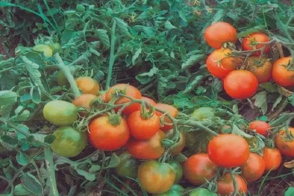Pomidor Leningrad Chill: Charakterystyka i opisy odmian ze zdjęciami