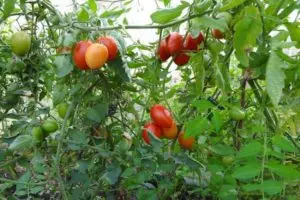 Opis rajčice Sicilijanske točke i njezinih karakteristika