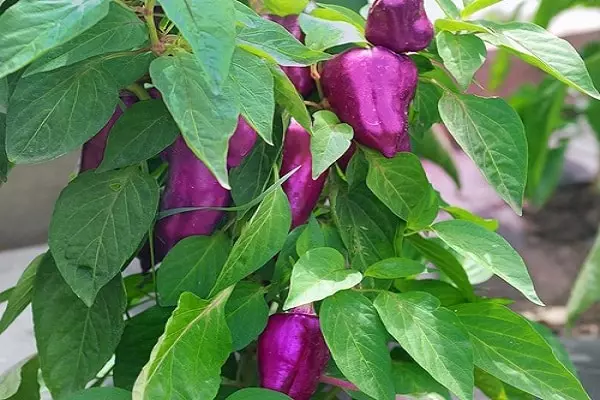 紫羅蘭品種