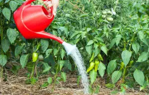 Is het mogelijk om peper te spuiten met saaizuur voor Zerovy en hoe een oplossing te maken