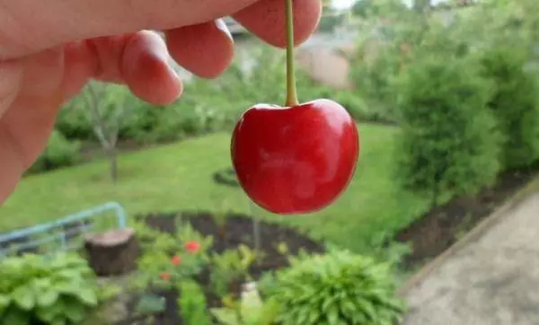 Fruta de cereja.
