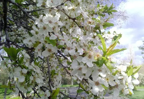 Flowering tree