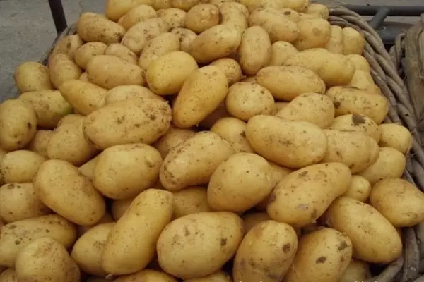 Normale aardappelen