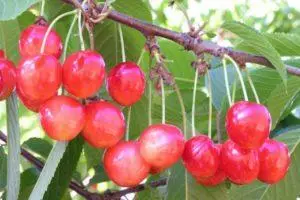 Descrizione della ciliegia cherry ordina Bryanskaya rosa, atterraggio, cura e impollinazione