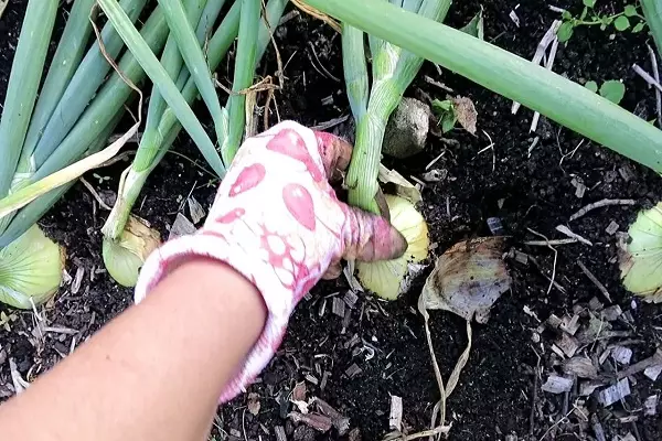 Onions on Groke