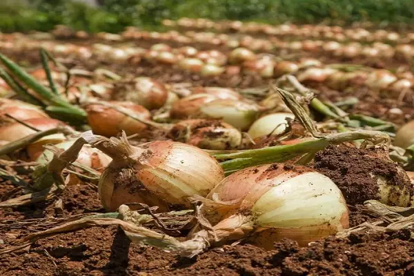 వింటర్ లుకా.