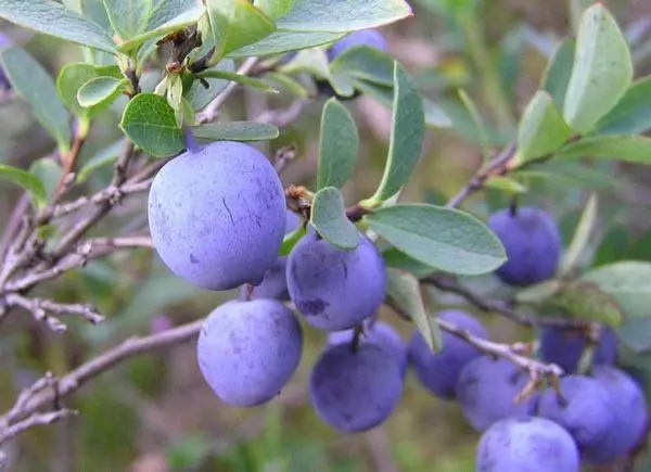 Woh-wohan Blueberry