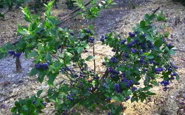 Bush Blueberry.
