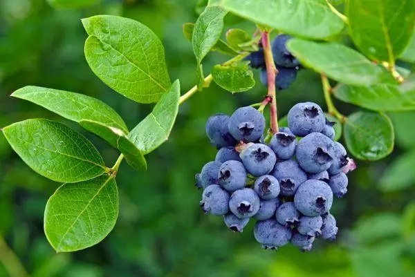 Blueberry Patrience