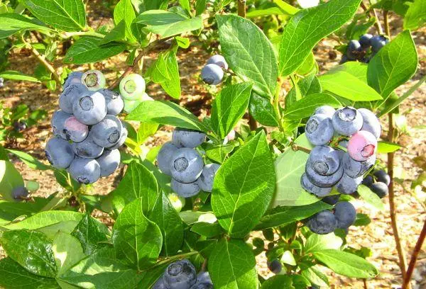 Kuongezeka kwa blueberries.