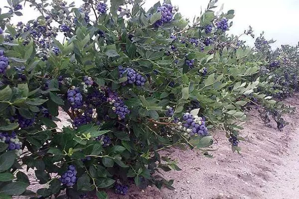 ब्लूबेरी bushes